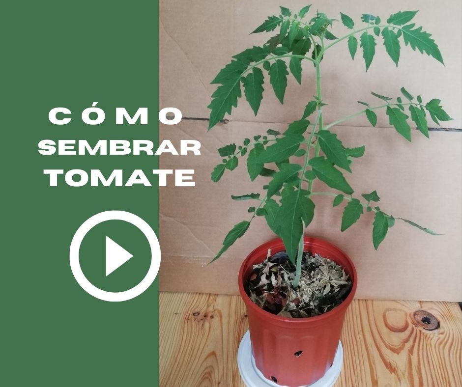 Cómo sembrar tomate | Viverolandia