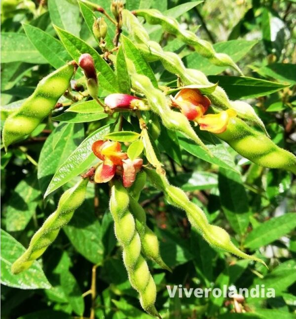 guandu | Viverolandia